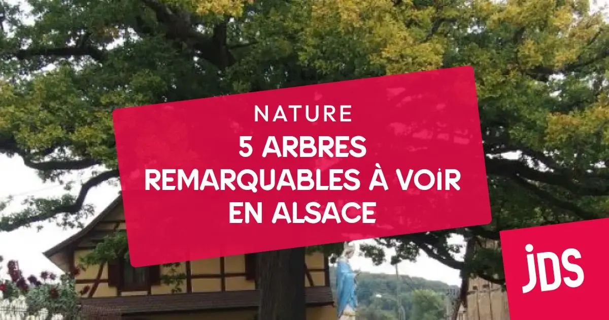 5 arbres remarquables à voir en Alsace