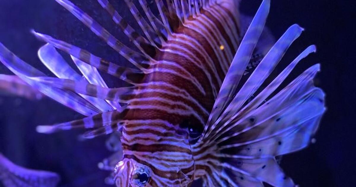 Aquarium d'Amnéville : tarif, temps de visite, horaires