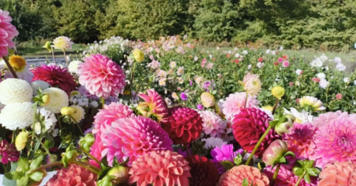 Atelier floral à la ferme à La Ségalassière (15) - : date, horaires, tarifs