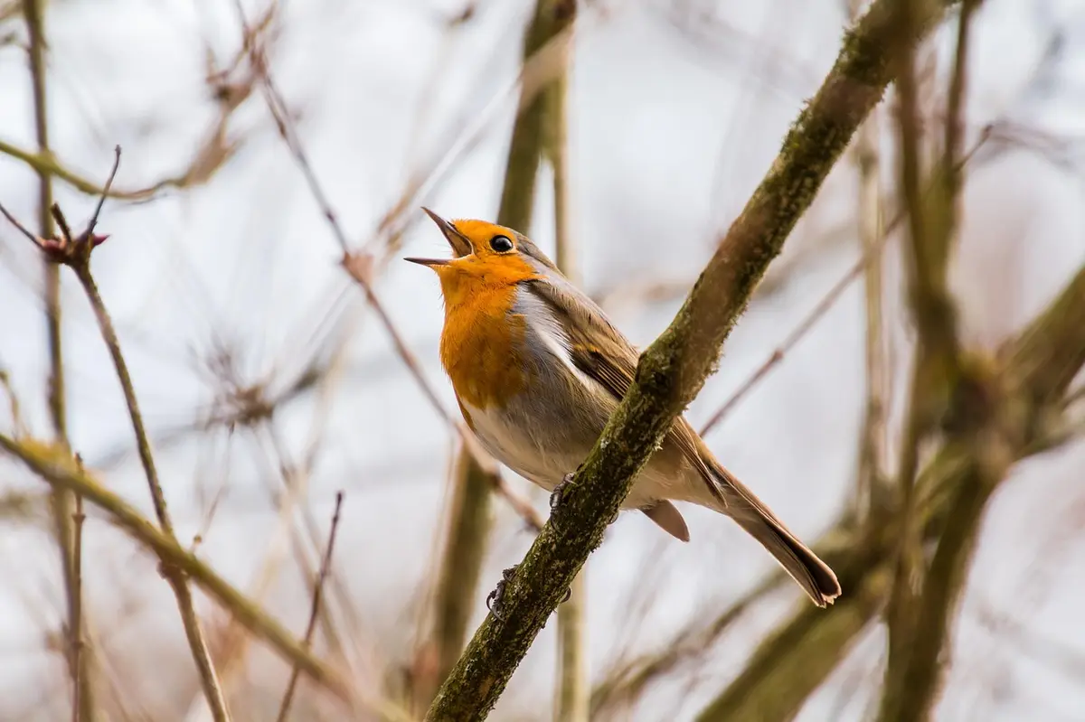 Balade Naturaliste : Cris Et Chants Des Oiseaux Cubières : dates ...