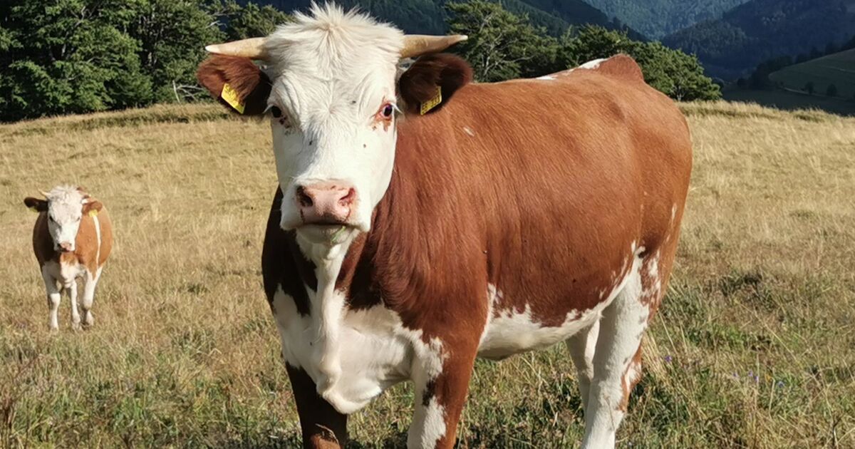 Semaines culinaires d'Hinterwald 2024 : Dégustez les spécialités ...