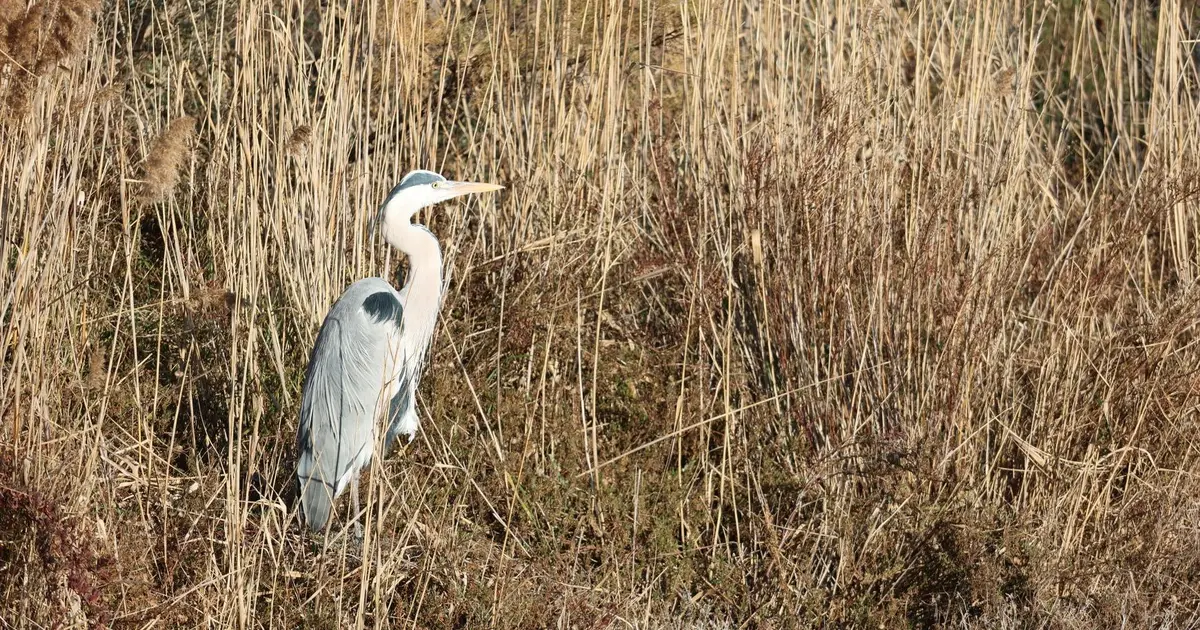 Découverte du Marais de Beauchamp et du Marais du Cassaïre, Exposition ...