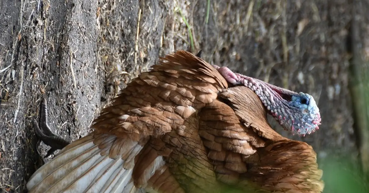 Fête de l'Âne et de l'automne Donnezac : date, horaires, tarifs