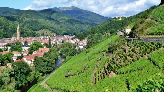 Grand Cru Rangen à Thann : parmi les 12 plus grands vignobles au monde