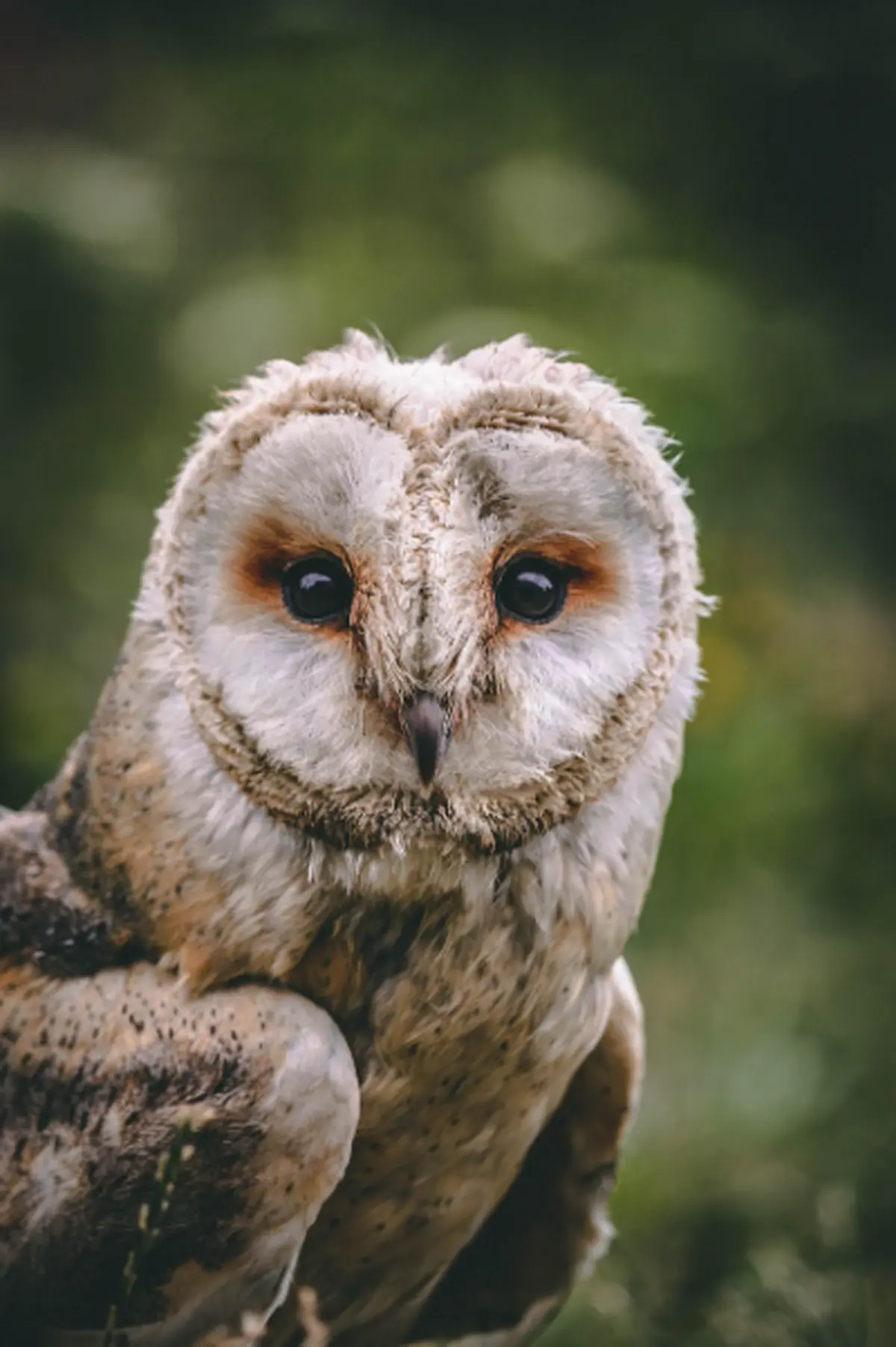 Hibou-Rando au profit du Téléthon Albussac : dates, horaires, parcours