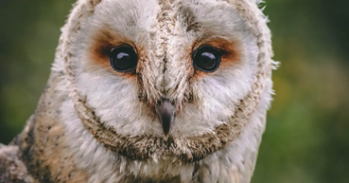 Hibou-Rando au profit du Téléthon Albussac : dates, horaires, parcours