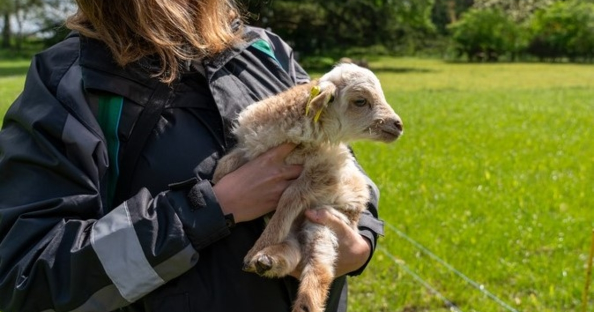 La Maison de l'animal : toute la programmation Paris 2026 : dates ...