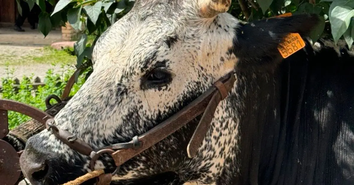 La vache vosgienne à l'Écomusée d'Alsace