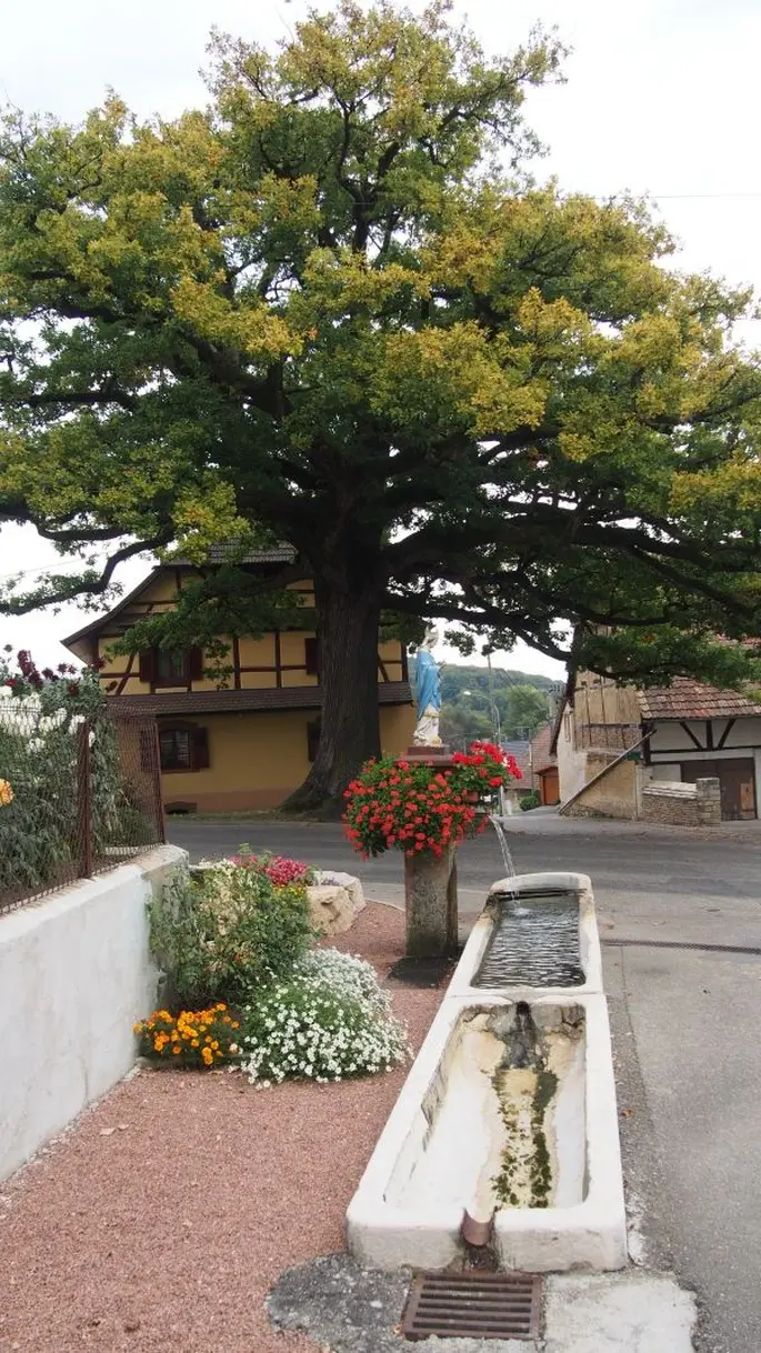 5 arbres remarquables à voir en Alsace