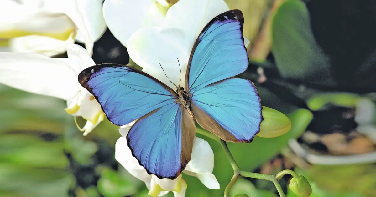 Le Jardin des Papillons : Activité familiale à Colmar : Hunawihr 🦋