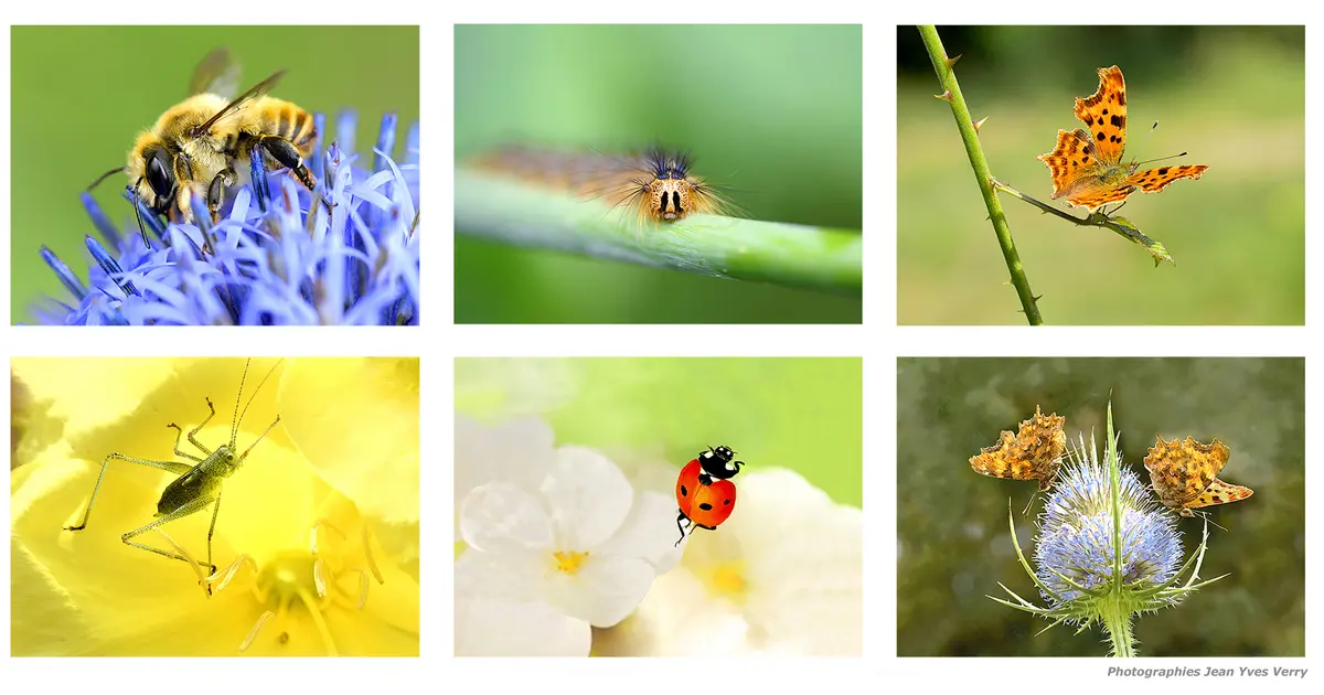Le monde des insectes - Exposition photos de Jean-Yves Verry ...