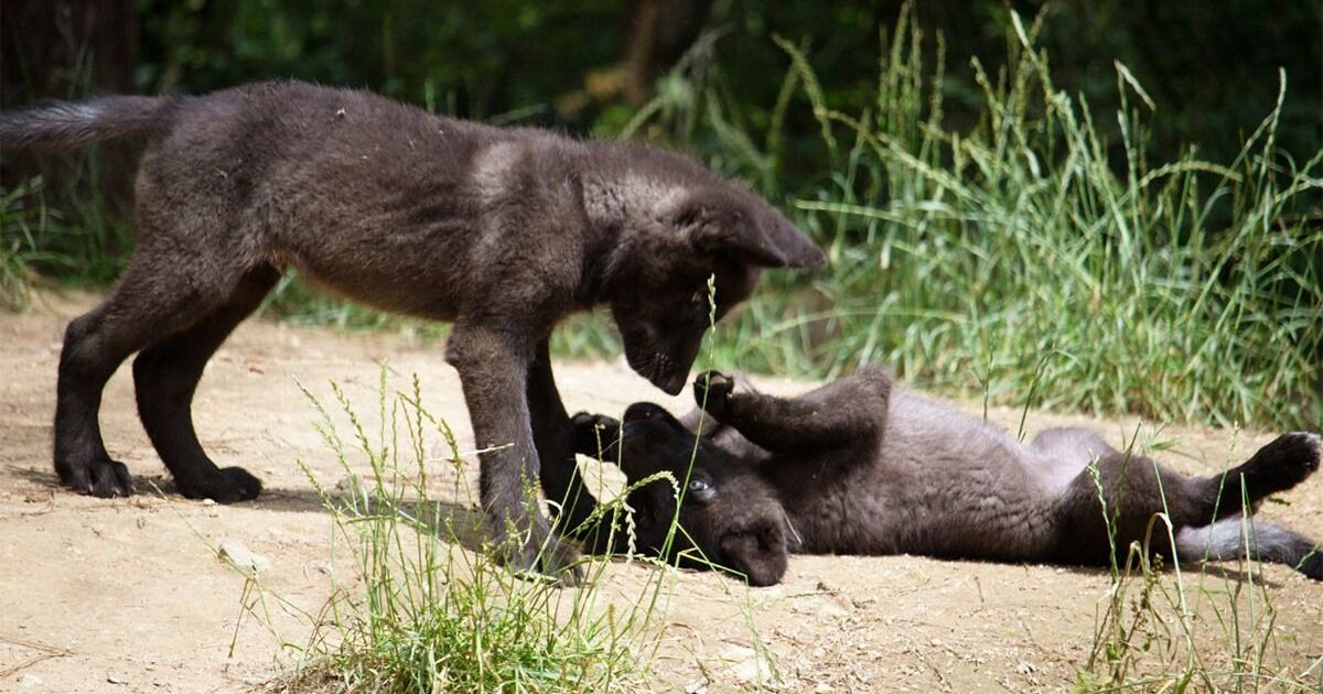 Legendia Parc : animaux, spectacles, tarifs