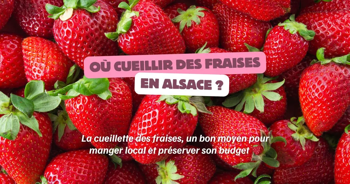 Où cueillir des fraises en Alsace ? Les cueillettes et producteurs locaux