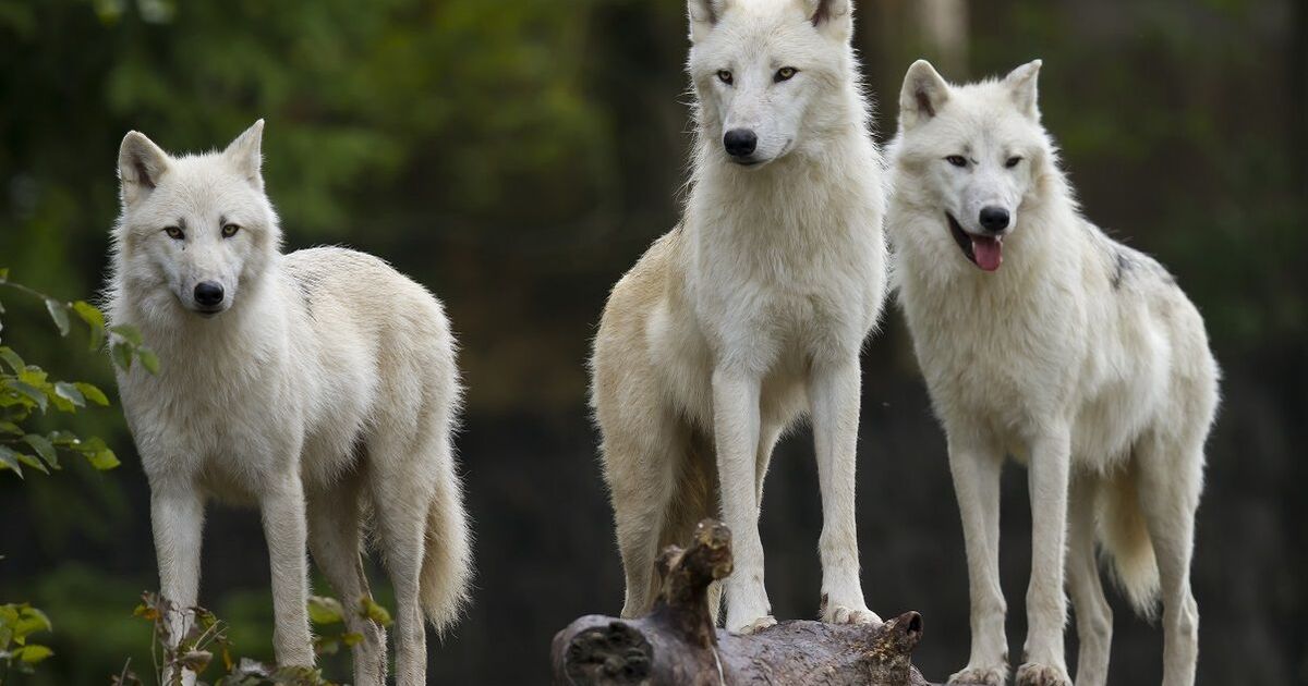 Pourquoi Visiter Le Parc Animalier De Saint-Croix – DTWNIR