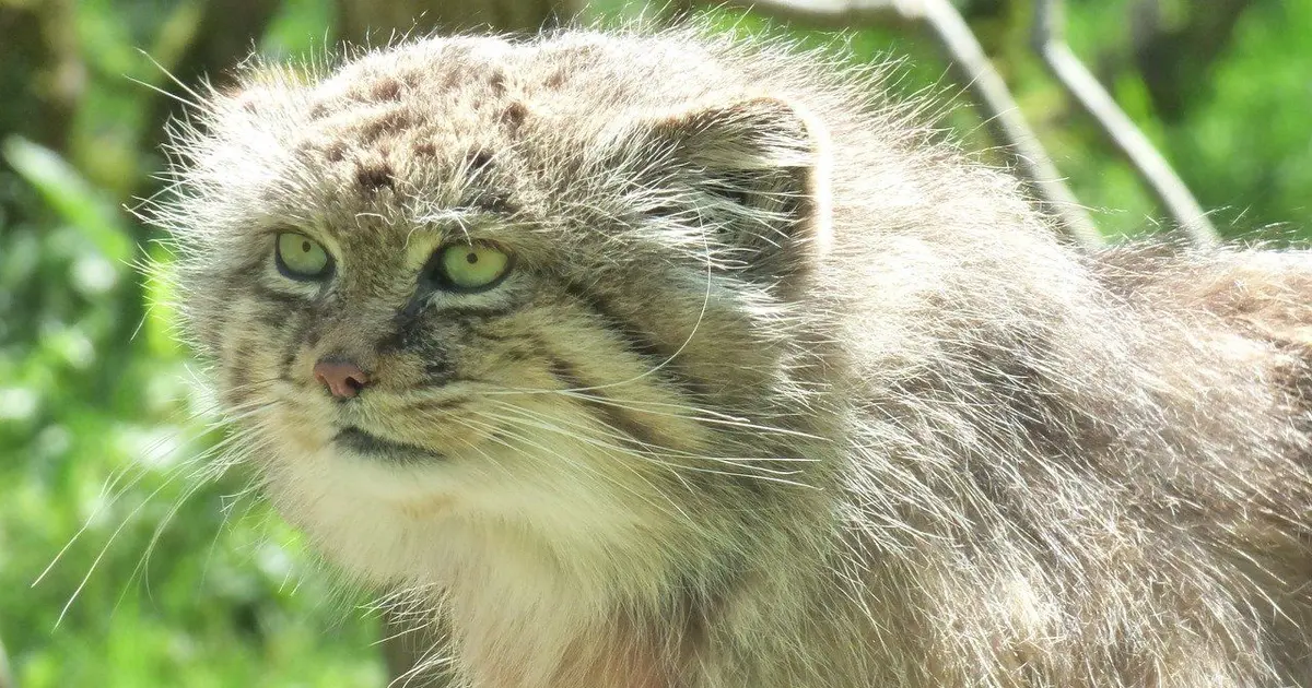 Parc des Félins de Lumigny : visites, animaux, tarifs, adresse...