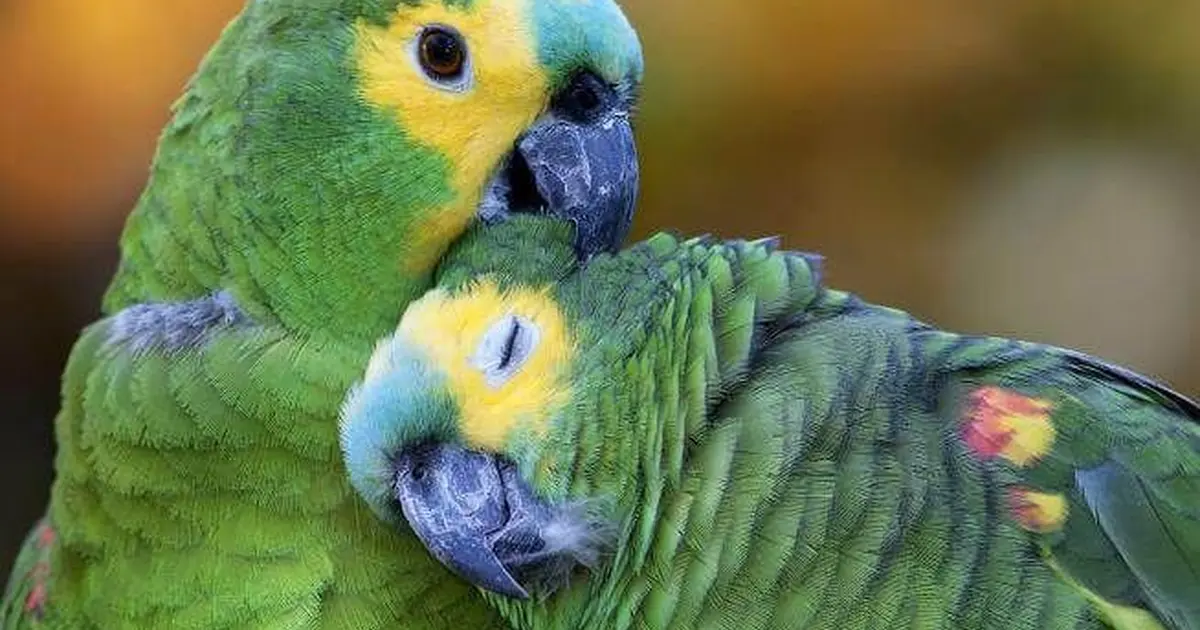 Parrot World Crécy-la-Chapelle - Zoo et parc animalier