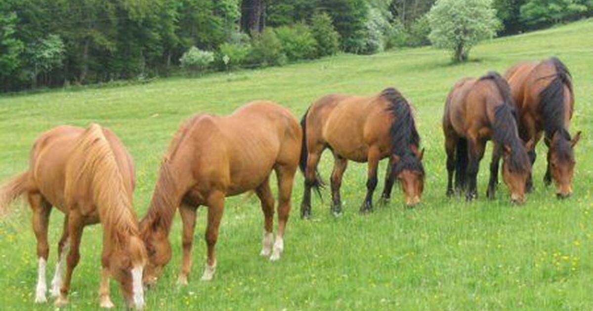 Rockin'K Ranch Fouchy - Equitation