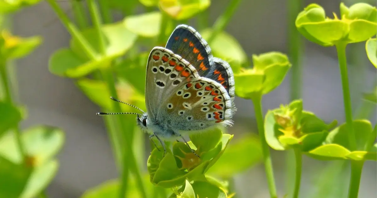 Sortie nature : À la découverte des papillons Castétis 2026 : date ...
