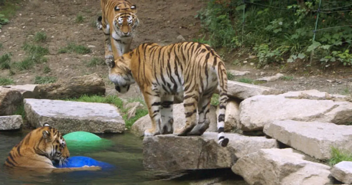 Zoos à Strasbourg et parcs animaliers : visite, horaires, tarifs