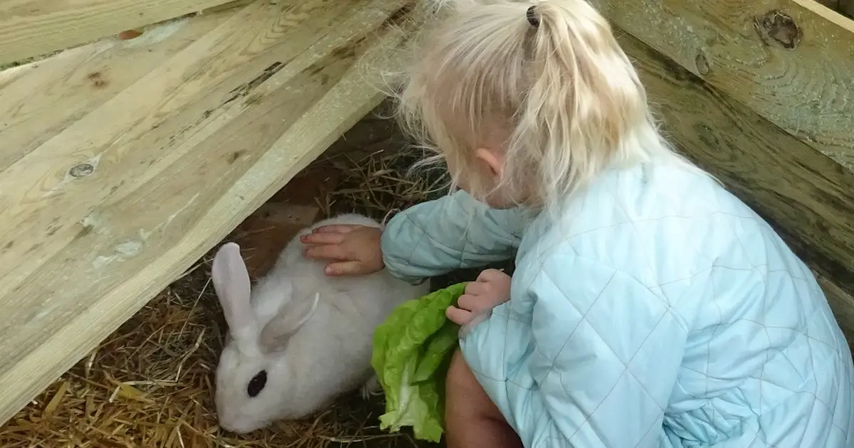 Visite des animaux - Ferme-musée du Cotentin, Visites Sainte-Mère ...