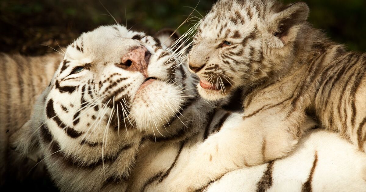 Zoo de Pessac Bordeaux : tarifs, billetterie, programme