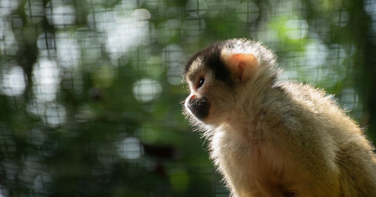 Zoo du Bassin d’Arcachon : billets, tarifs, horaires